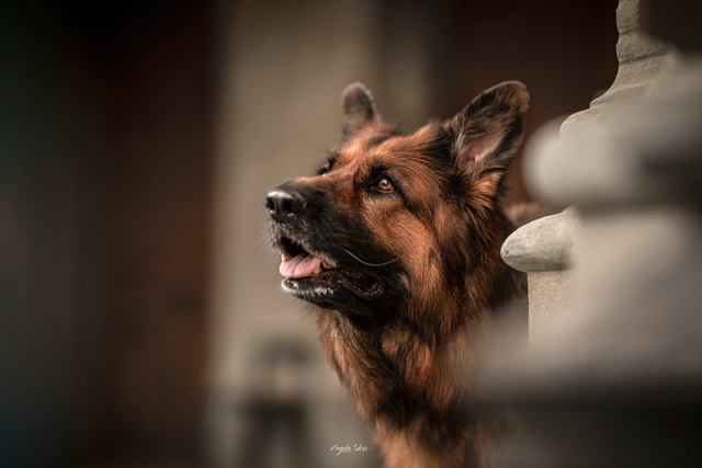 Xana und Pascal | asfotografie - Realisiert mit Pictrs.com