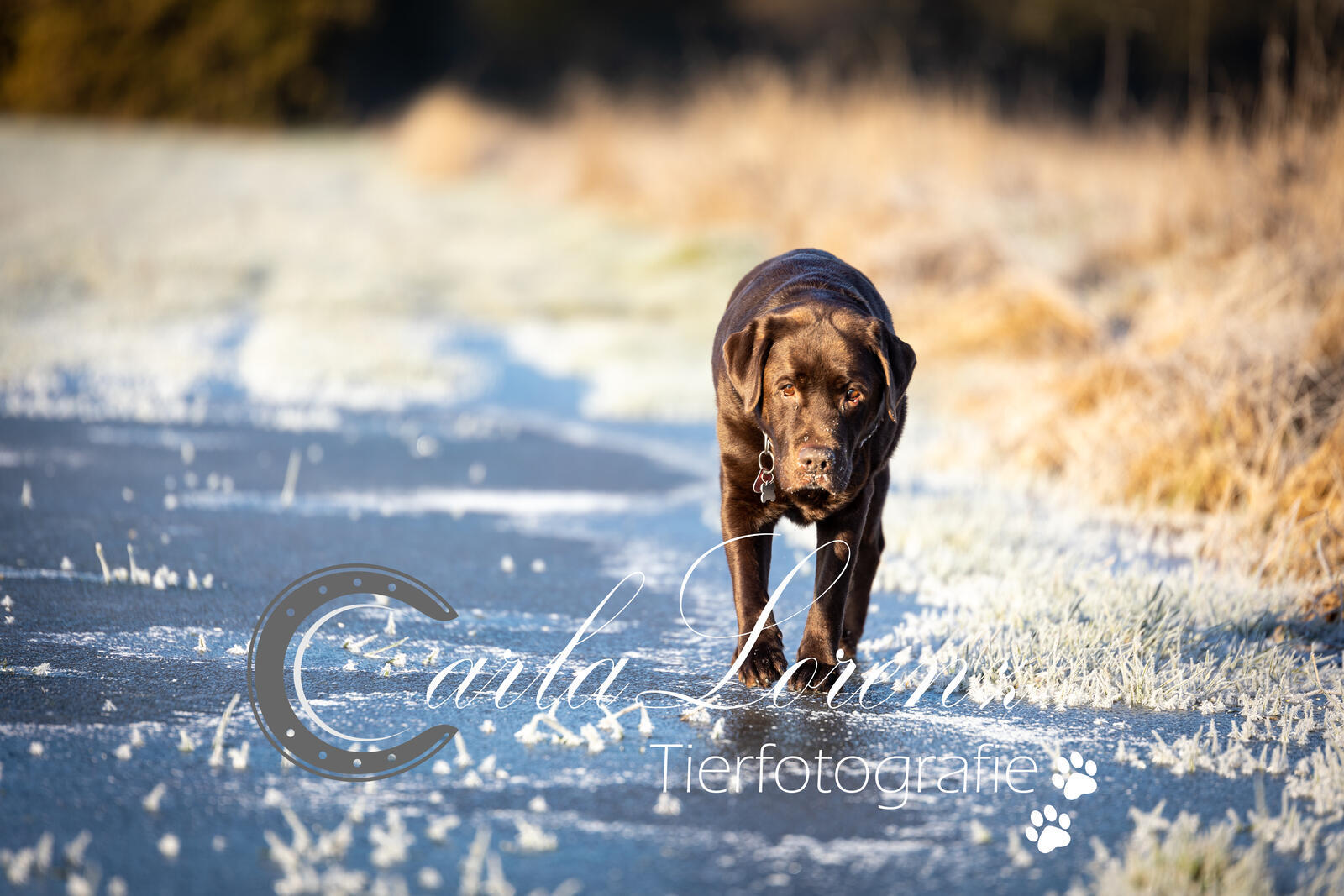 Warenkorb | tierfotografiecarlalorenz - Realisiert mit Pictrs.com