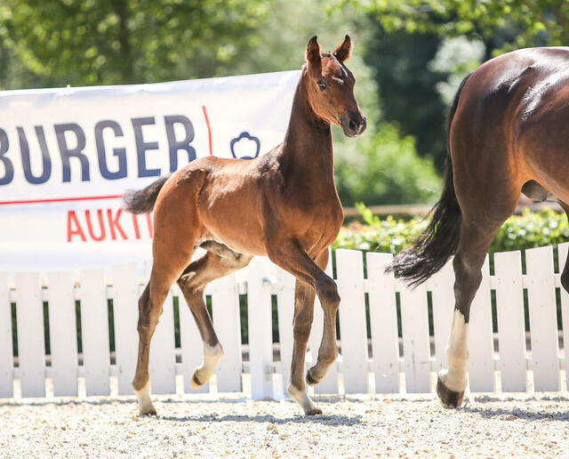 8. Juli Fohlenchampionat Grebin / Foal championship Grebin / NUR
