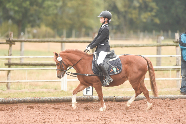 02. Reiter-WB Schritt Trab | Luigrafie Webshop - Realisiert mit